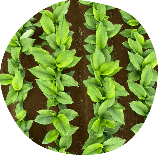 Wellness Rescue by Vive Organic